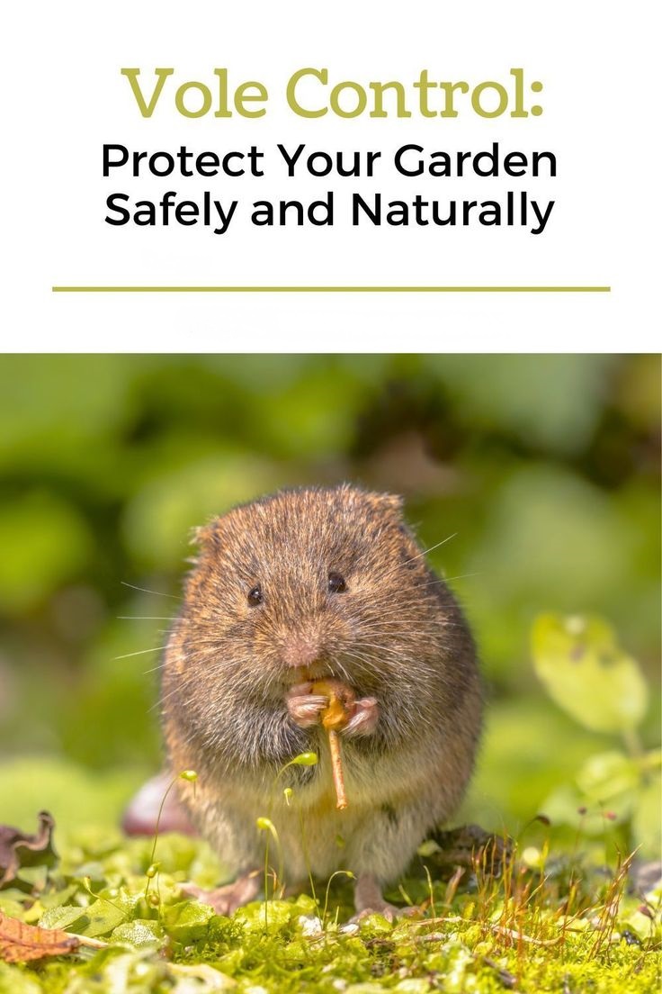 Vole Control Edmonton | Lawn & Garden Rodent Removal